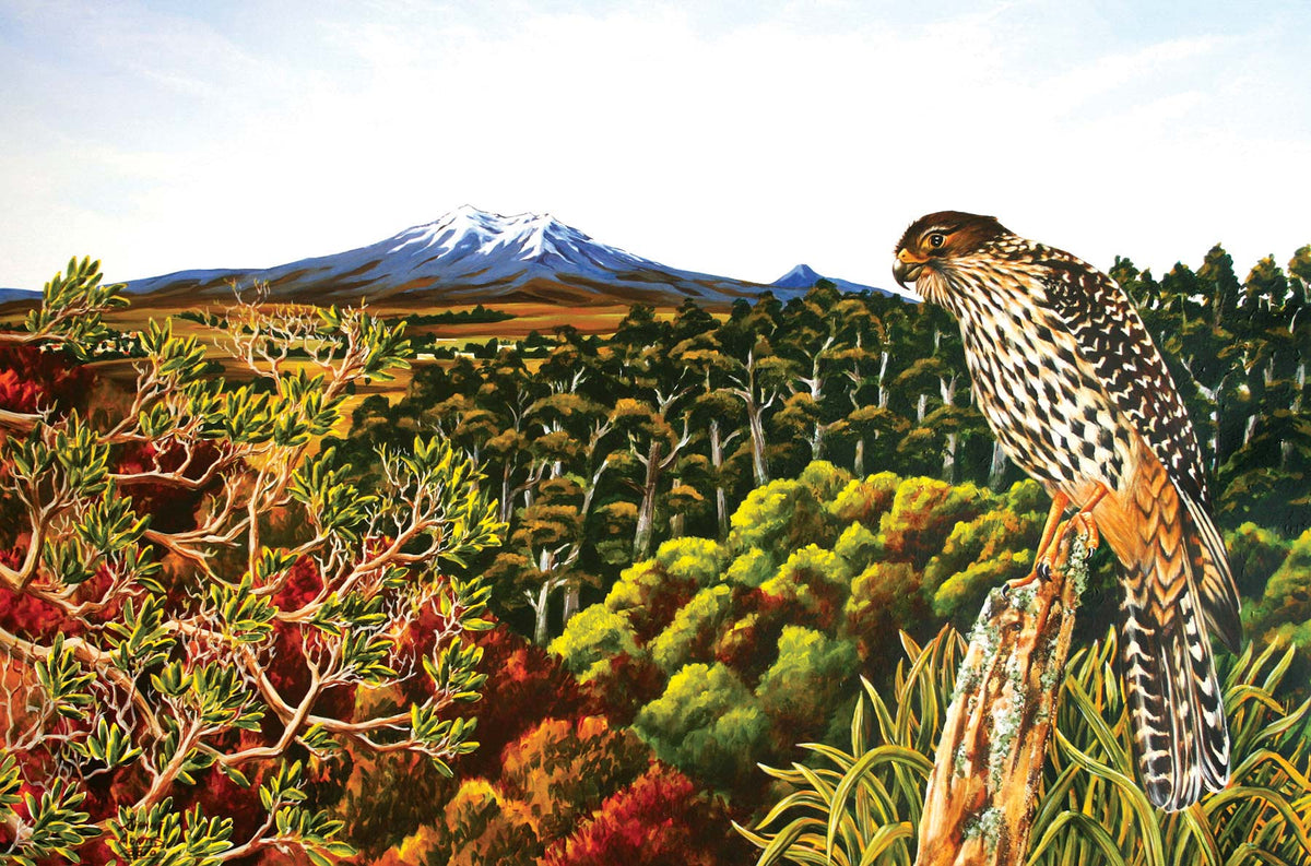 Falcon - Karearea at Hihitahi – Lianne Adams Art